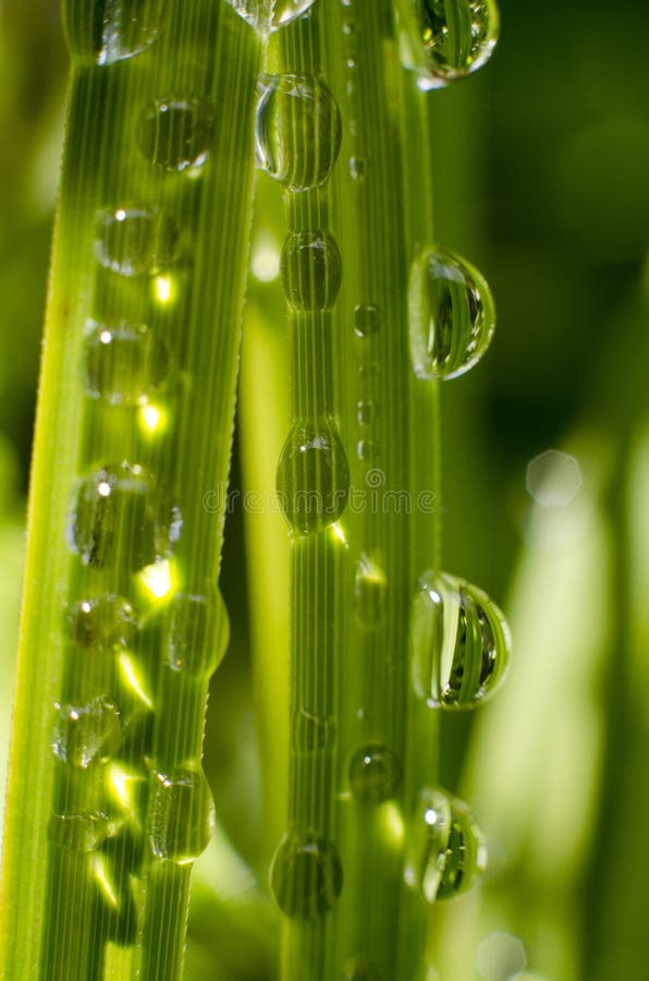 Sparkling Rain Drops on the Leaves Macro Stock Image - Image of ...