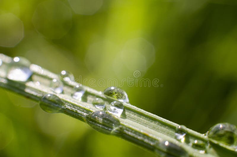 Sparkling Rain Drops on the Leaves Macro Stock Image - Image of ...