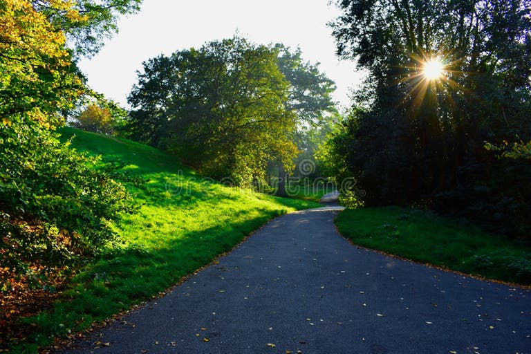 Sparkling Sun Rays through the Trees Stock Image - Image of beauty ...