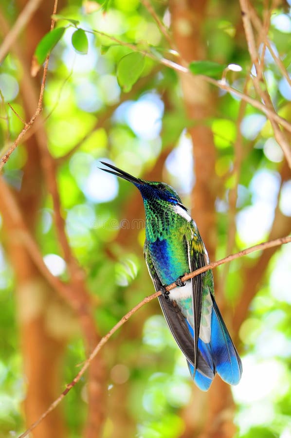 Sparkling Violet Ear Hummingbird Stock Photo - Image of creature, green ...