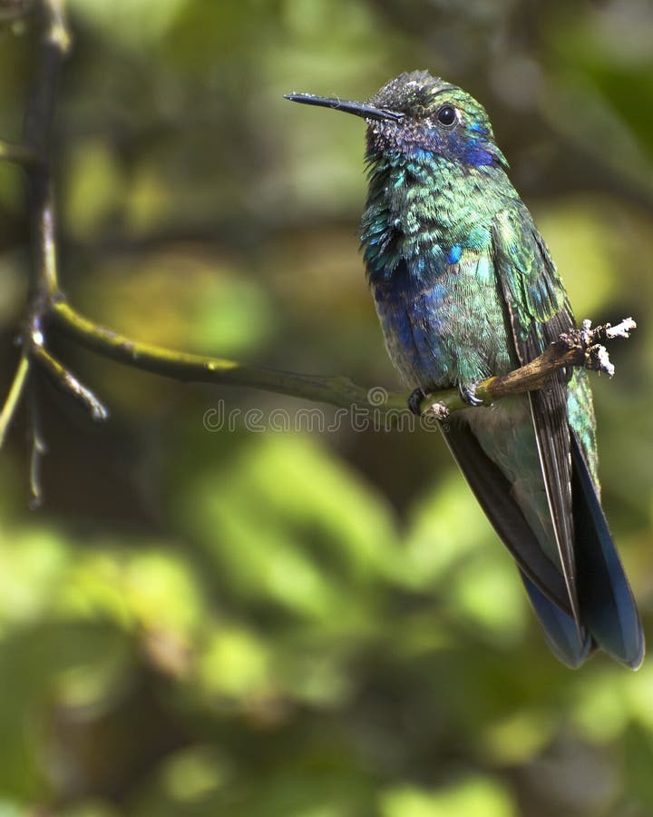 Sparkling Violetear Hummingbird Stock Image - Image of colors ...
