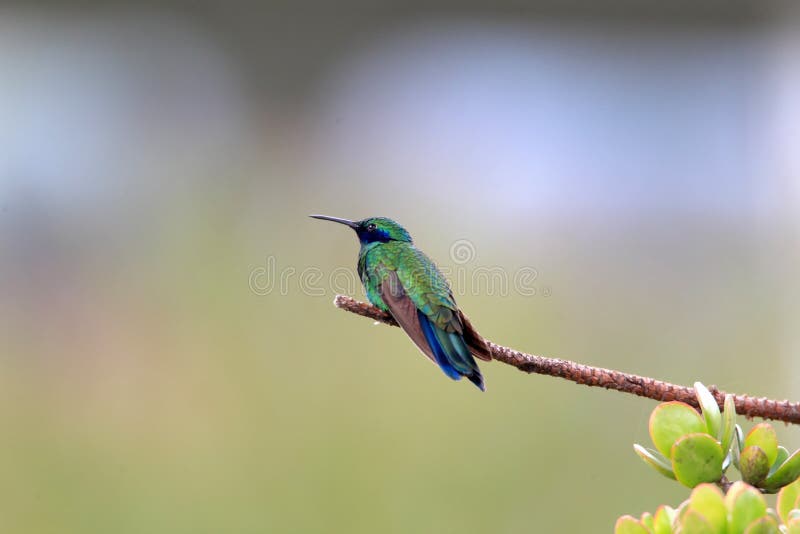 Sparkling Violetear stock photo. Image of hummingbird - 40540442