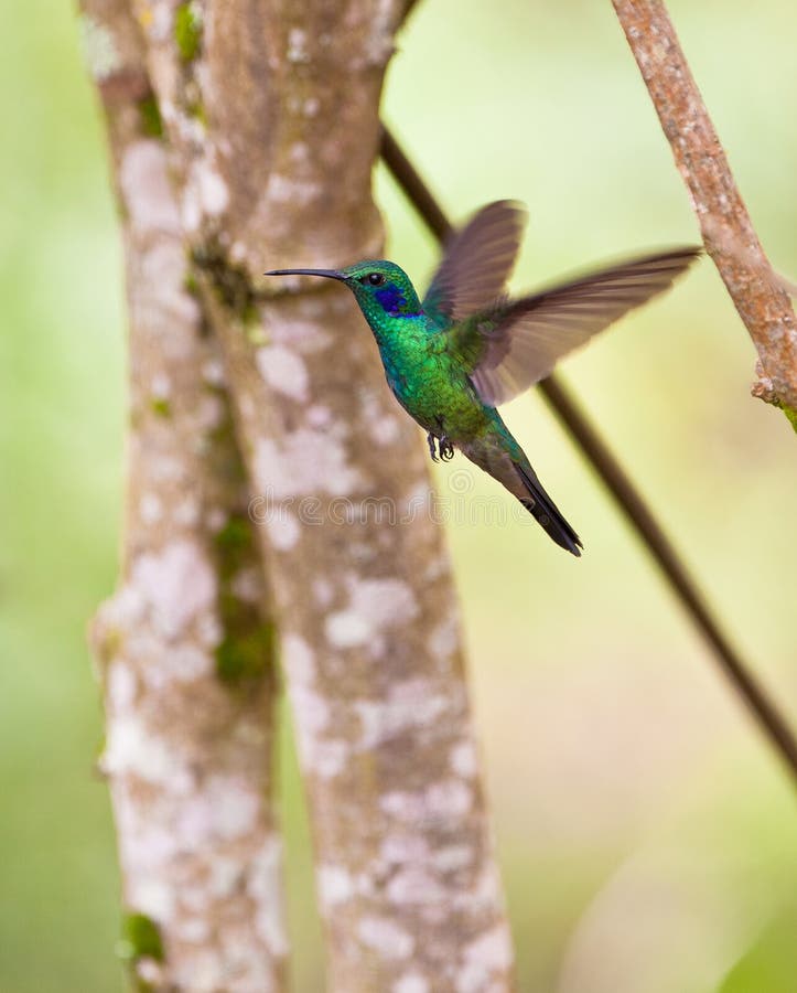 Sparkling Violetear in Flight Stock Photo - Image of natural, coruscans ...