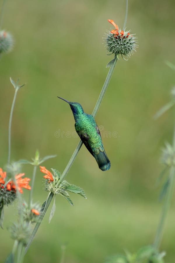 Sparkling Violetear Hummingbird on a Bush Stock Photo - Image of violet ...