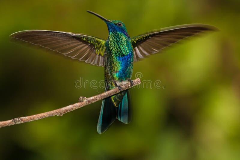 Sparkling Violetear stock image. Image of venezuela, rainforest - 60084205