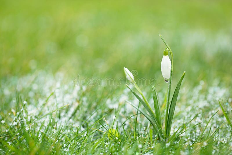 Snowdrop Flower in Morning Dew, Soft Focus Stock Photo - Image of plant ...