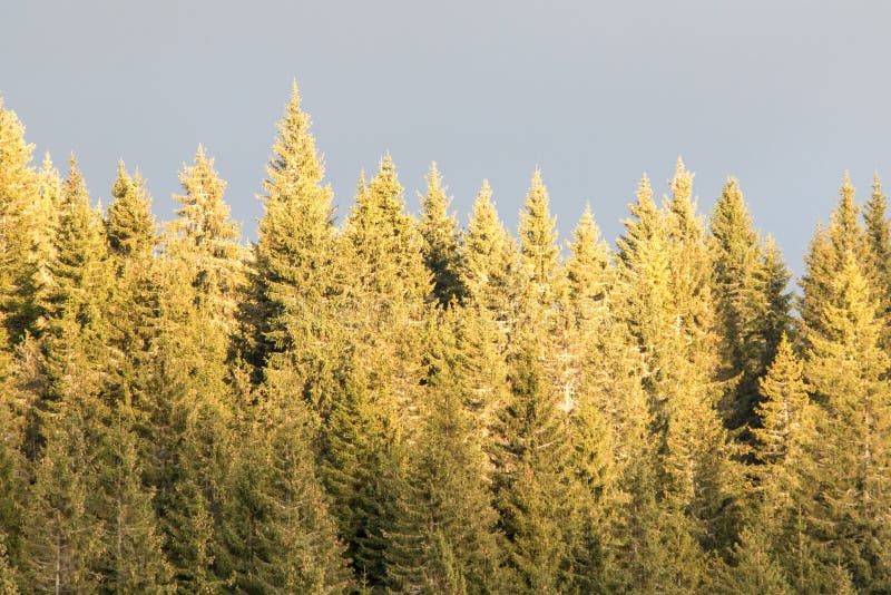 Sparren en pijnboombomen stock foto. Image of helder - 45912644