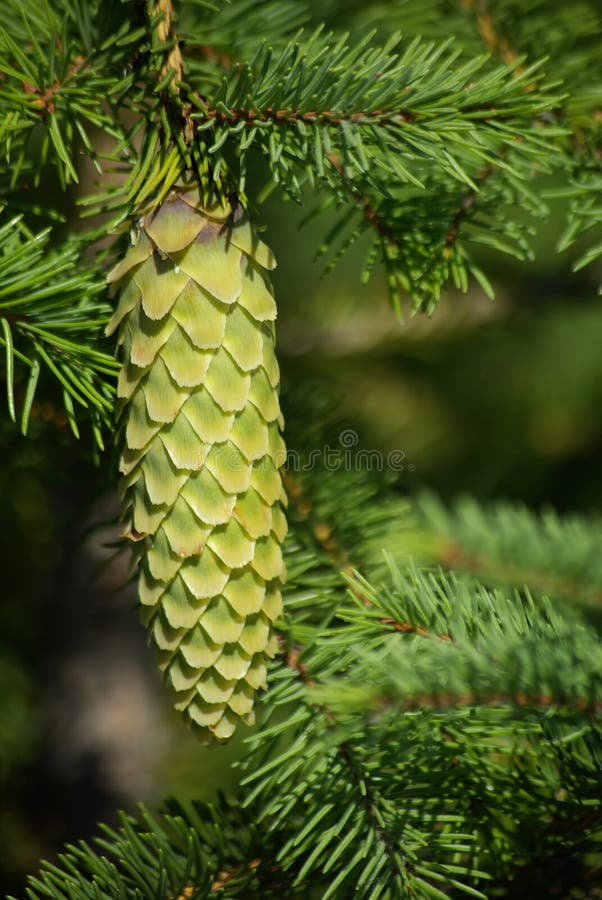 Sparren en sparappel stock foto. Image of achtergrond - 26075428