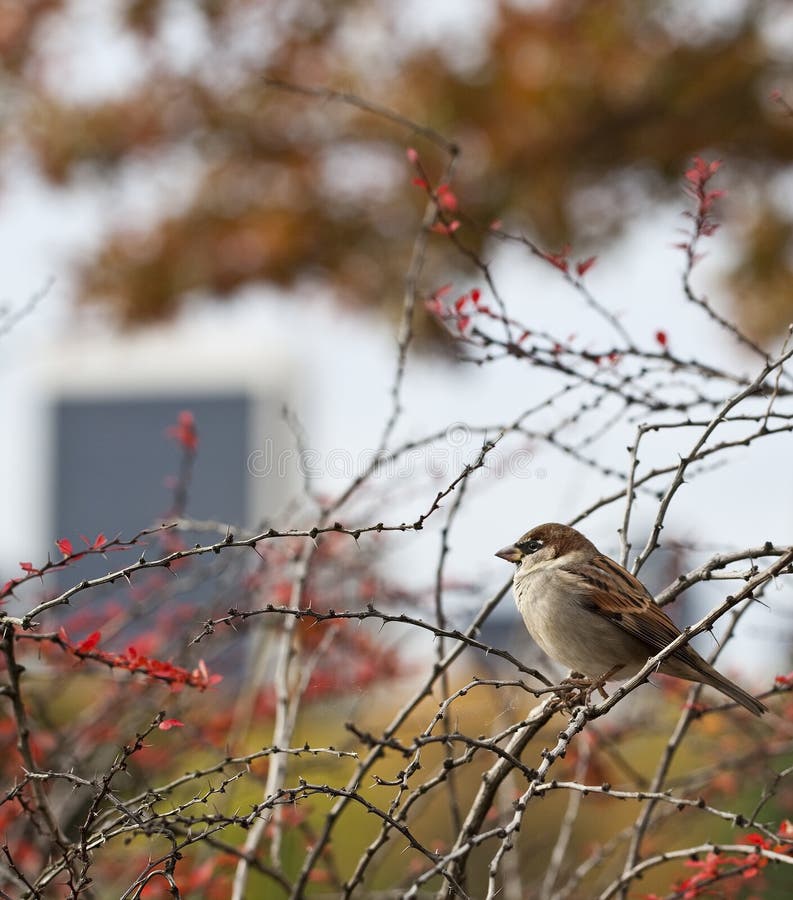 Sparrow stock photo. Image of branch, york, sparrow, autumn - 11530556