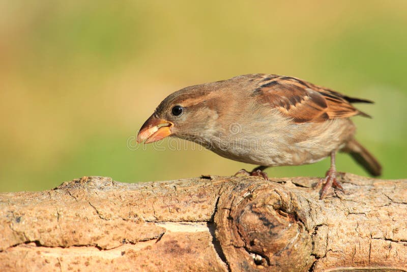 Sparrow. stock photo. Image of sparrows, nature, closeup - 14926058