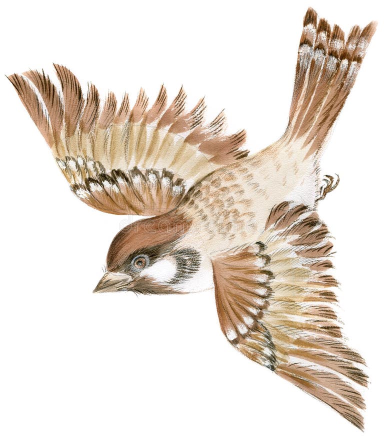 Cute Sparrow Species Stock Illustrations – 667 Cute Sparrow Species ...