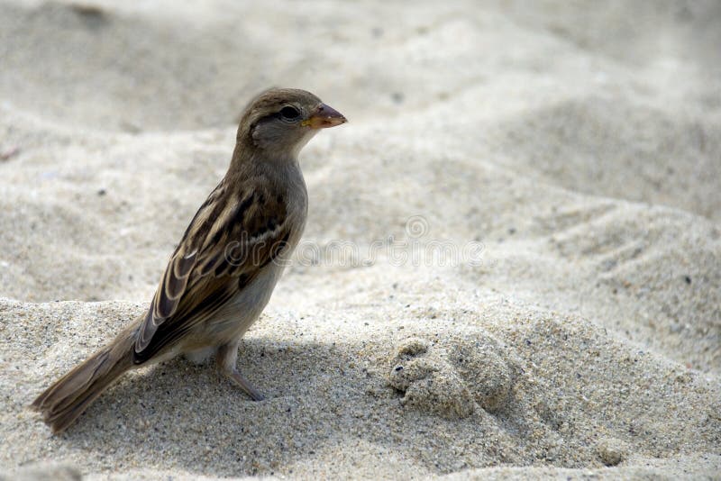 Rainbow over the sea stock photo. Image of wave, waves - 272174