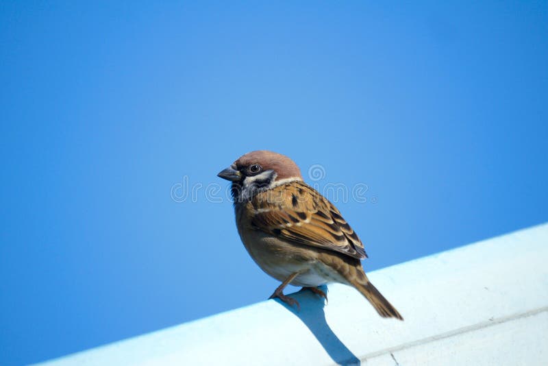Sparrow stock photo. Image of sparrow, wildlife, spadger - 21652008