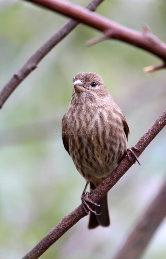 Sparrow stock image. Image of birdwatching, fall, birds - 22472679