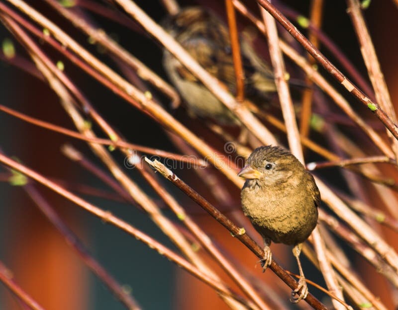 Two Sparrows stock photo. Image of sparrows, sparrow, love - 2145244