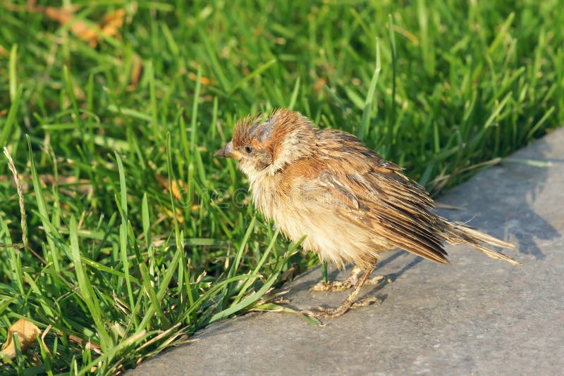 Sparrow stock photo. Image of macro, spadger, bird, green - 26556874