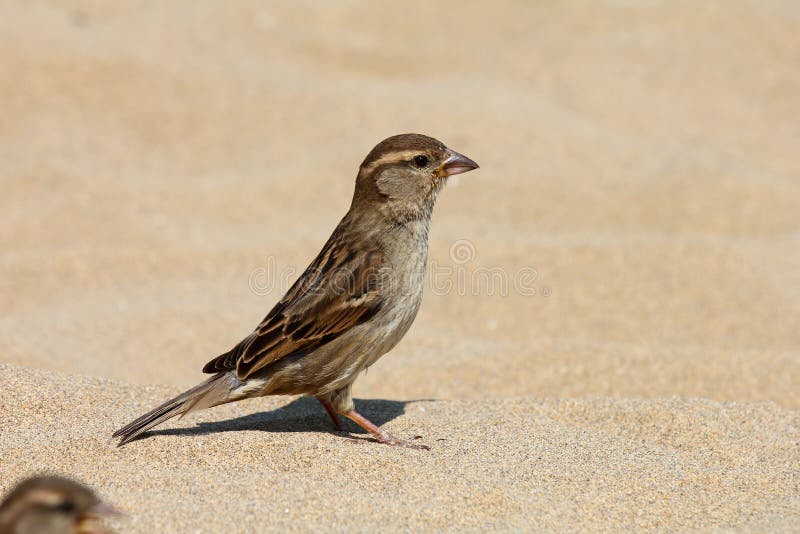 Sparrow stock image. Image of sparrow, beautiful, outdoors - 28564309