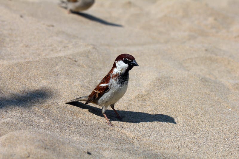 Sparrow stock image. Image of bird, beak, wing, tail - 29523353