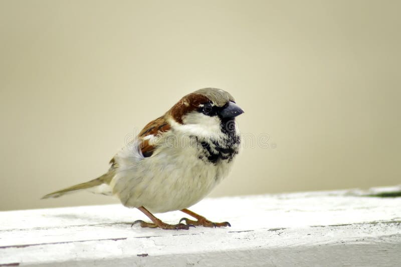 Sparrow stock photo. Image of color, colorfully, wildlife - 3042854