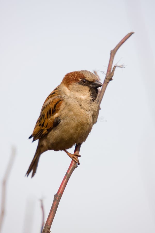 Sparrow Picture. Image: 4786455