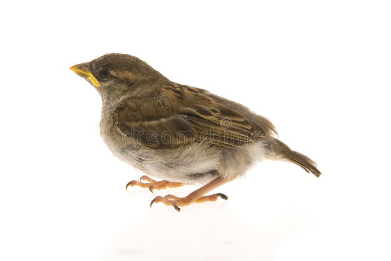 Isolated Sleepy Baby Sparrow Stock Photo - Image of isolated, avian ...