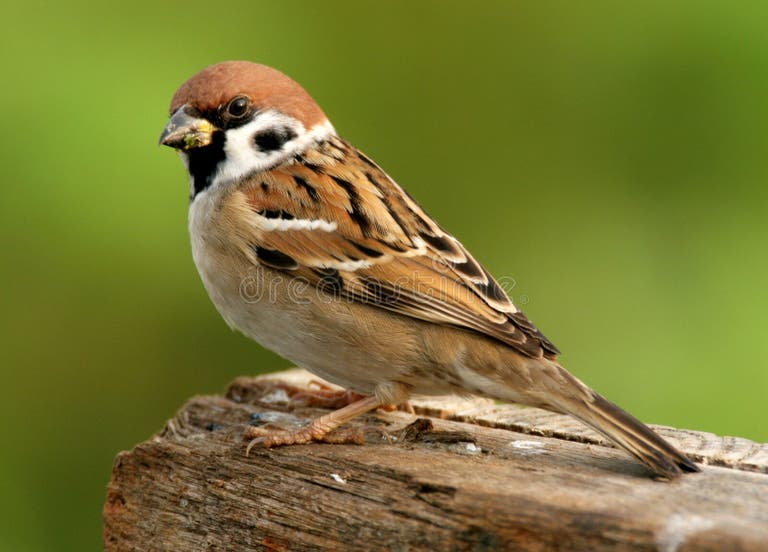 Sparrow stock image. Image of eyes, taiwan, sparrow, claws - 9223521