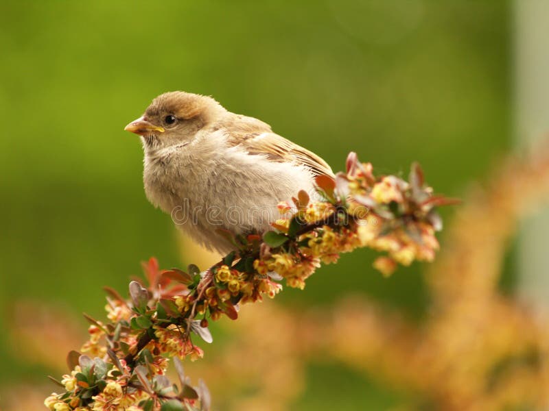 Two Sparrows stock photo. Image of sparrows, sparrow, love - 2145244
