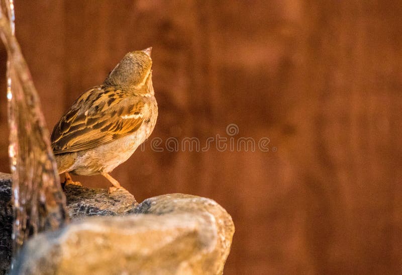 Sparrow stock image. Image of small, lovely, sparrow - 121652881