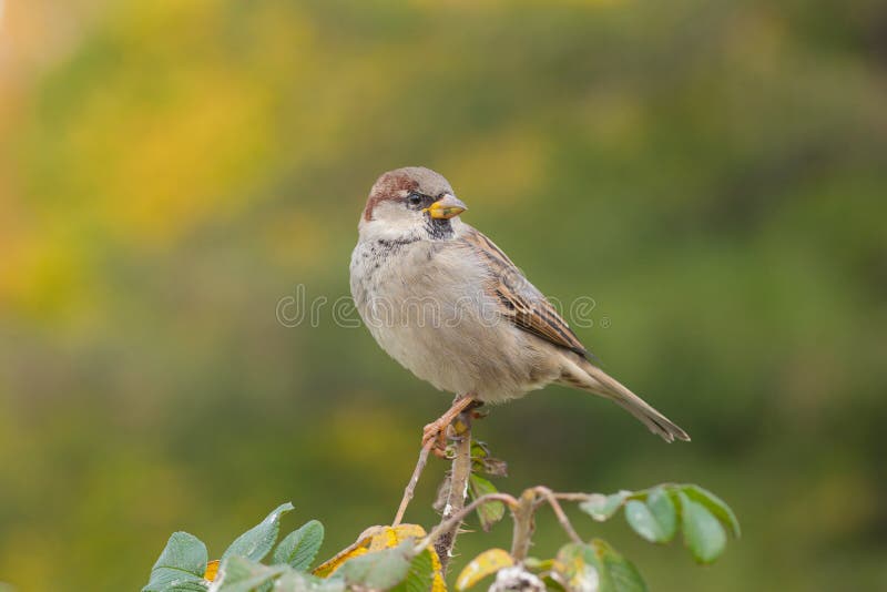 Sparrow against foliage stock image. Image of view, yellow - 23288365