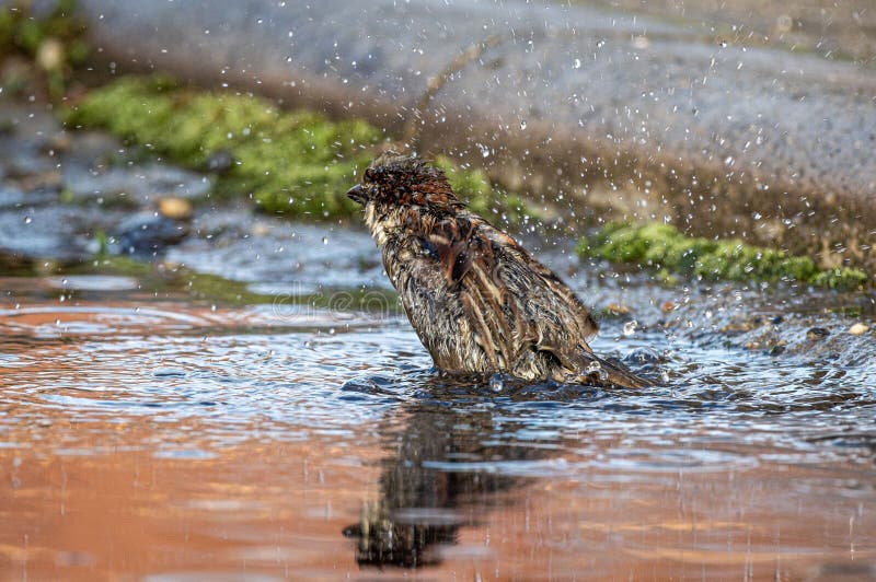 Sparrow Bathing in a Puddle Stock Photo - Image of wildlife, animal ...
