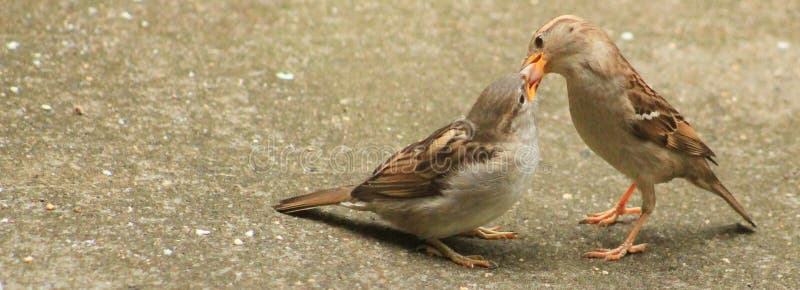 Sparrow being fed stock image. Image of passer, survival - 73096785