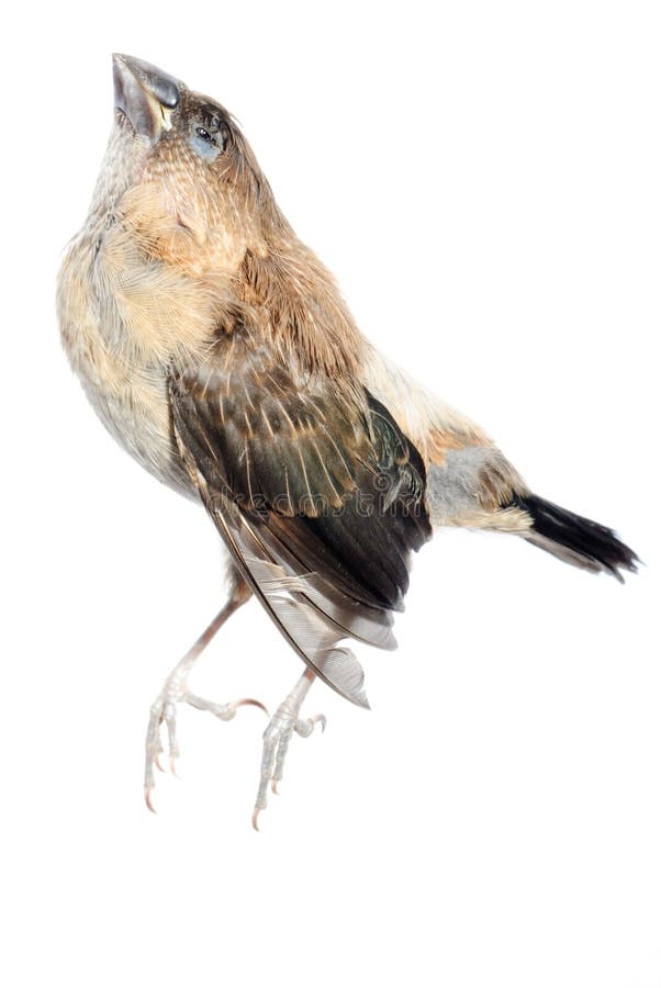 Sparrow bird stock image. Image of tail, closeup, shadow - 18218205