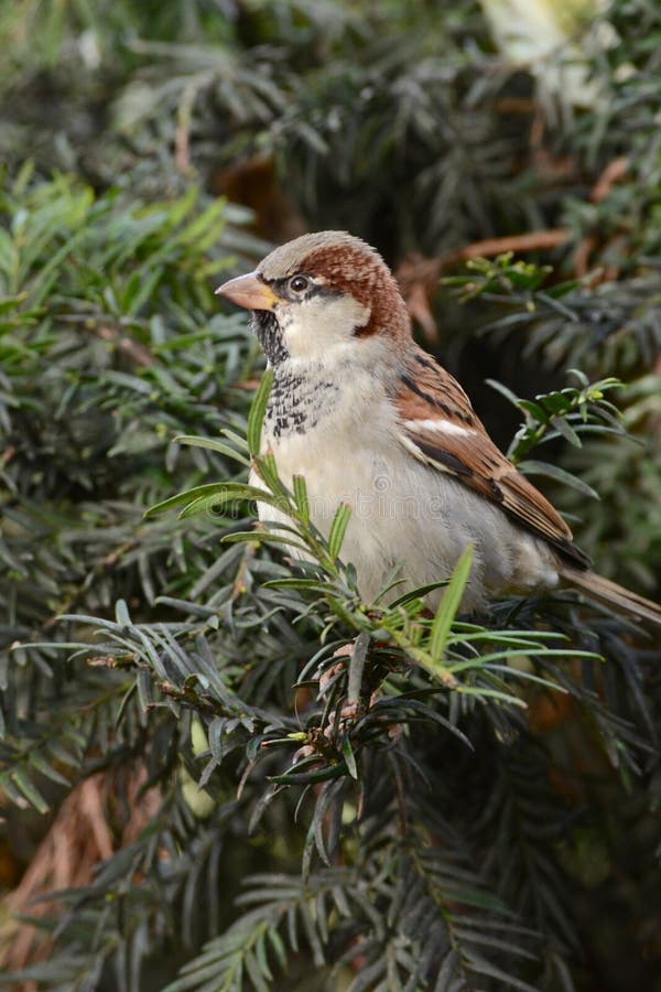 781 Sad Bird Branch Stock Photos - Free & Royalty-Free Stock Photos ...