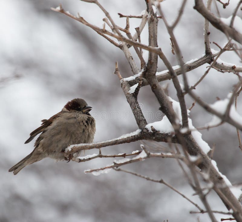 Sparrow Bird on a Branch with Snow Stock Image - Image of cold, snow ...