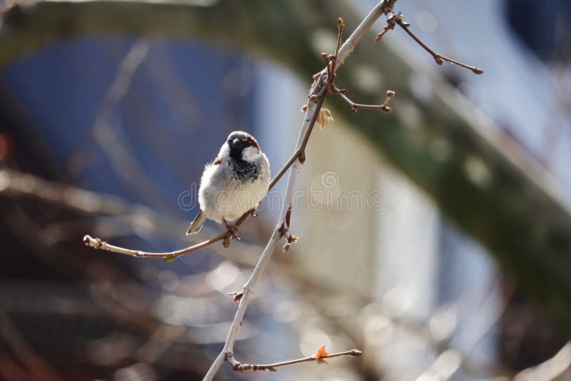 A Sparrow on a Branch in Spring Season Stock Photo - Image of avian ...