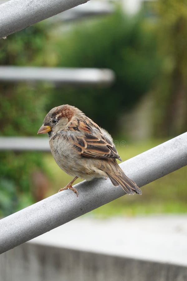 A Sparrow on a Branch in Spring Season Stock Image - Image of ...