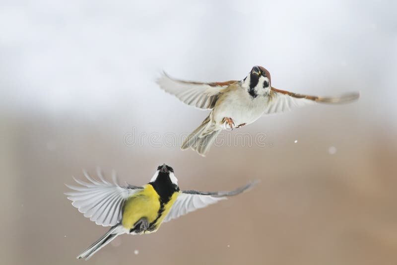 Sparrow and bird in flight stock image. Image of ornithology - 65306749