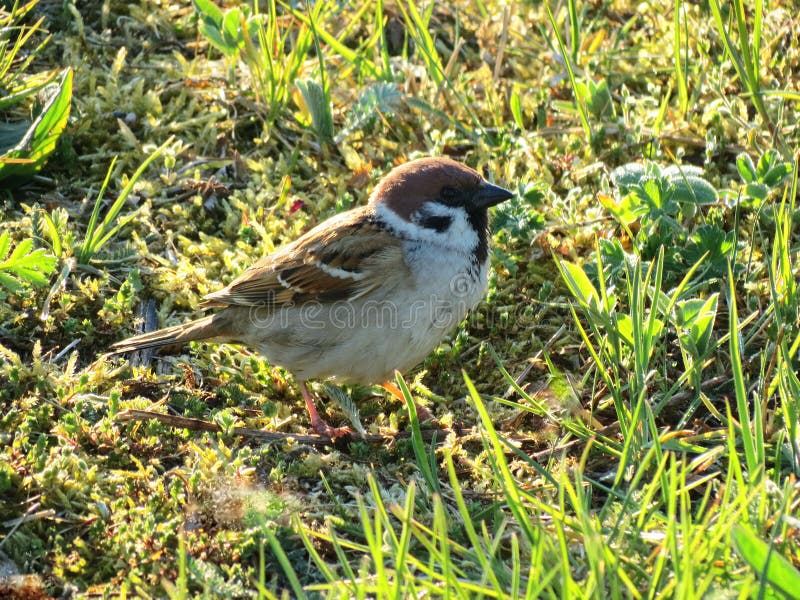 Sparrow bird on grass stock photo. Image of tail, green - 89711508