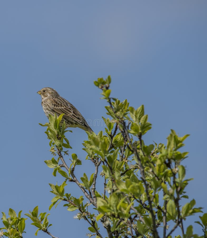 Sparrow Bird on Green Leaf Tree Stock Image - Image of outside ...