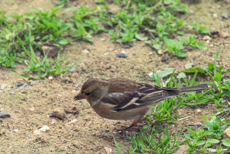 Sparrow bird on the ground stock image. Image of forest - 176414763