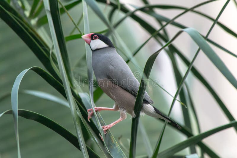 Sparrow stock photo. Image of bird, plume, flight, quill - 51603540