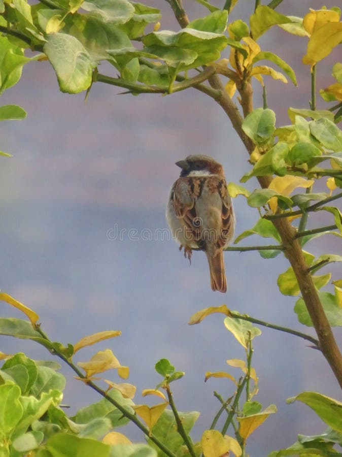 Sparrow Bird, lovely frame stock image. Image of sparrow - 245805037