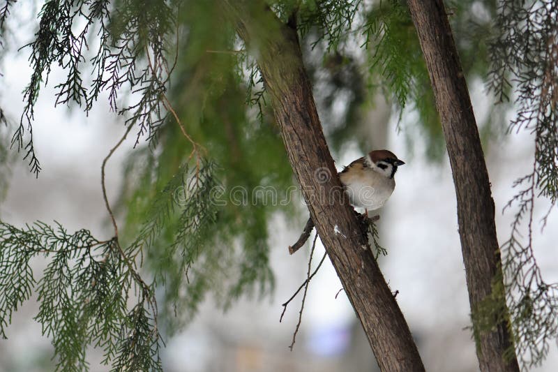 Sparrow Bird on a Pine Tree in the Park Stock Image - Image of bird ...