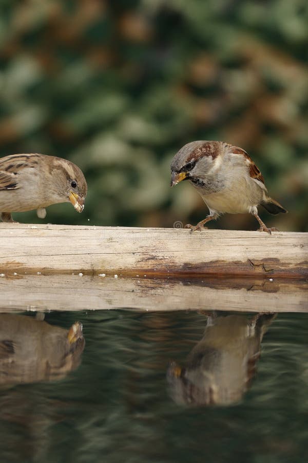 Sparrow Reflection Drinking Portrait Stock Photo - Image of branch, ground: 101393080