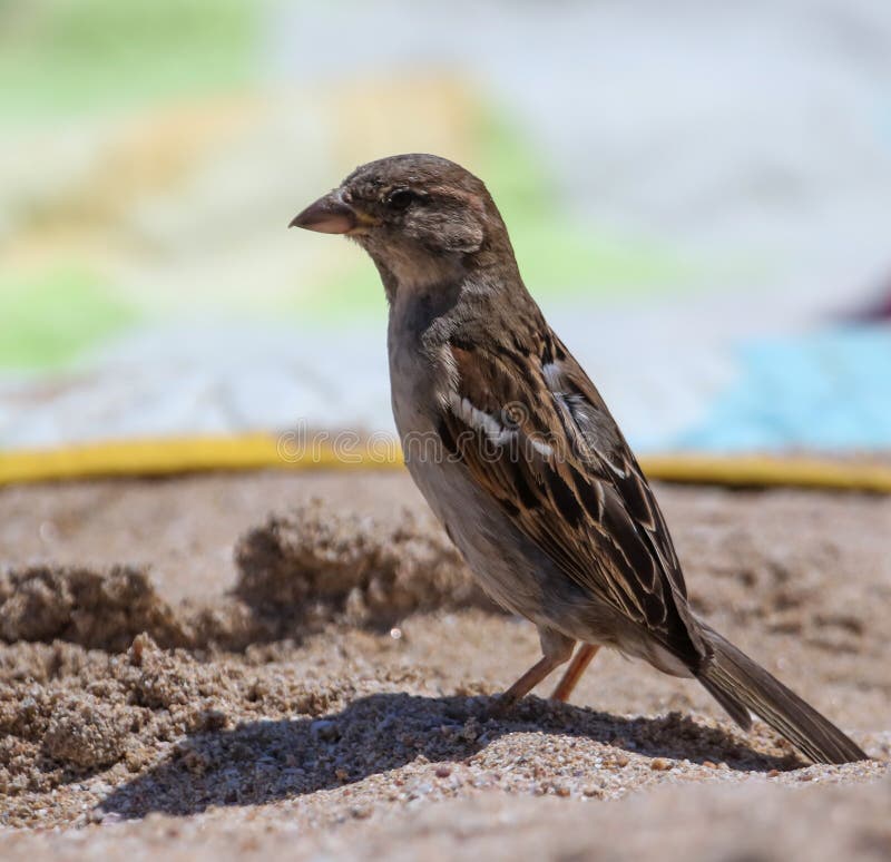Sparrow on the sand stock photo. Image of aves, male - 24063674