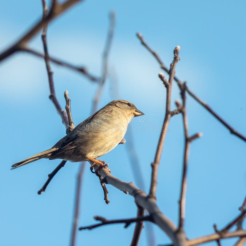 Sparrow Bird Sitting on Tree Branch Stock Image - Image of birdwatching ...