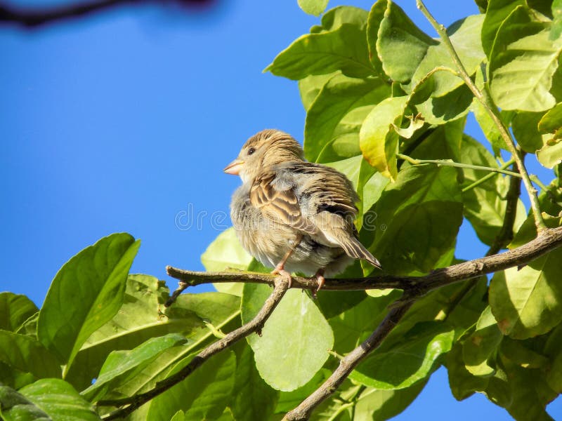 Male Asian Sparrow Bird on Tree Leaf, Outdoor Wildlife Animal Close Up ...