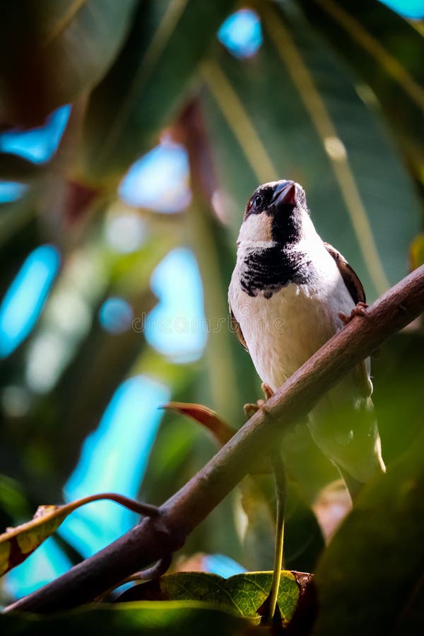 Indian Sparrow Bird, Chidiya, Gorraiya Stock Image - Image of bird ...