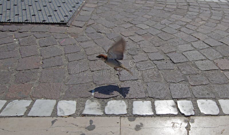 Sparrow bird taking off stock image. Image of blur, sparrow - 91408209