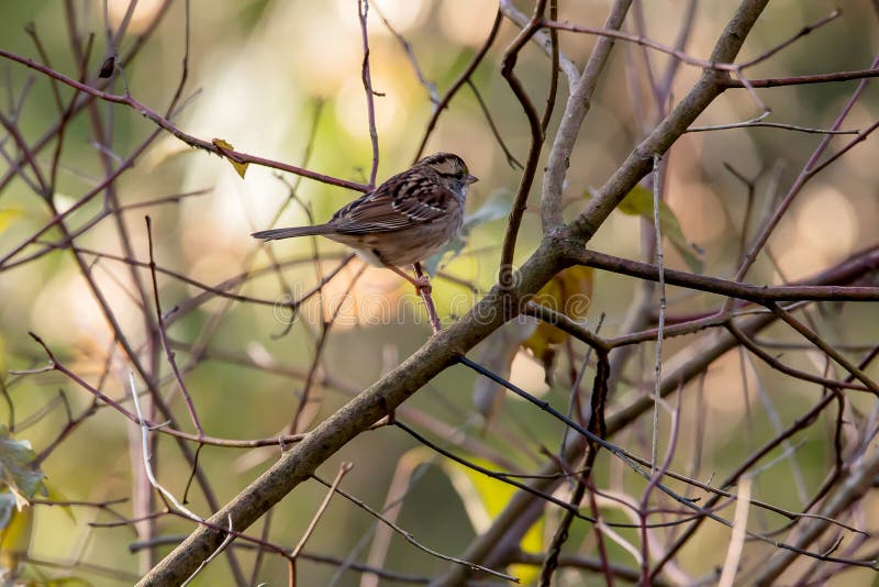 Sparrow Bird in a Tree on a Fall Day Stock Image - Image of branch ...